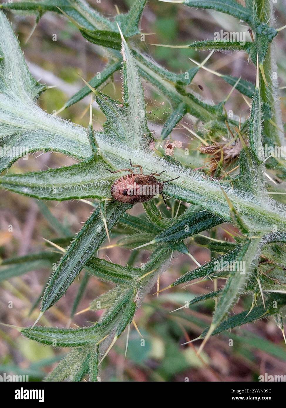 Sloe Bug (Dolycoris baccarum Stock Photo - Alamy