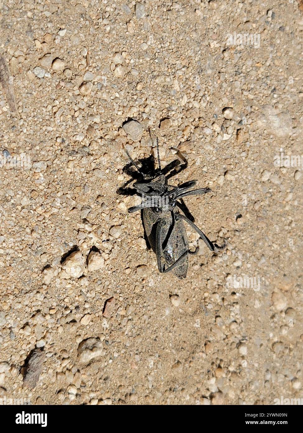 Desert Stink Beetles (Eleodes Stock Photo - Alamy