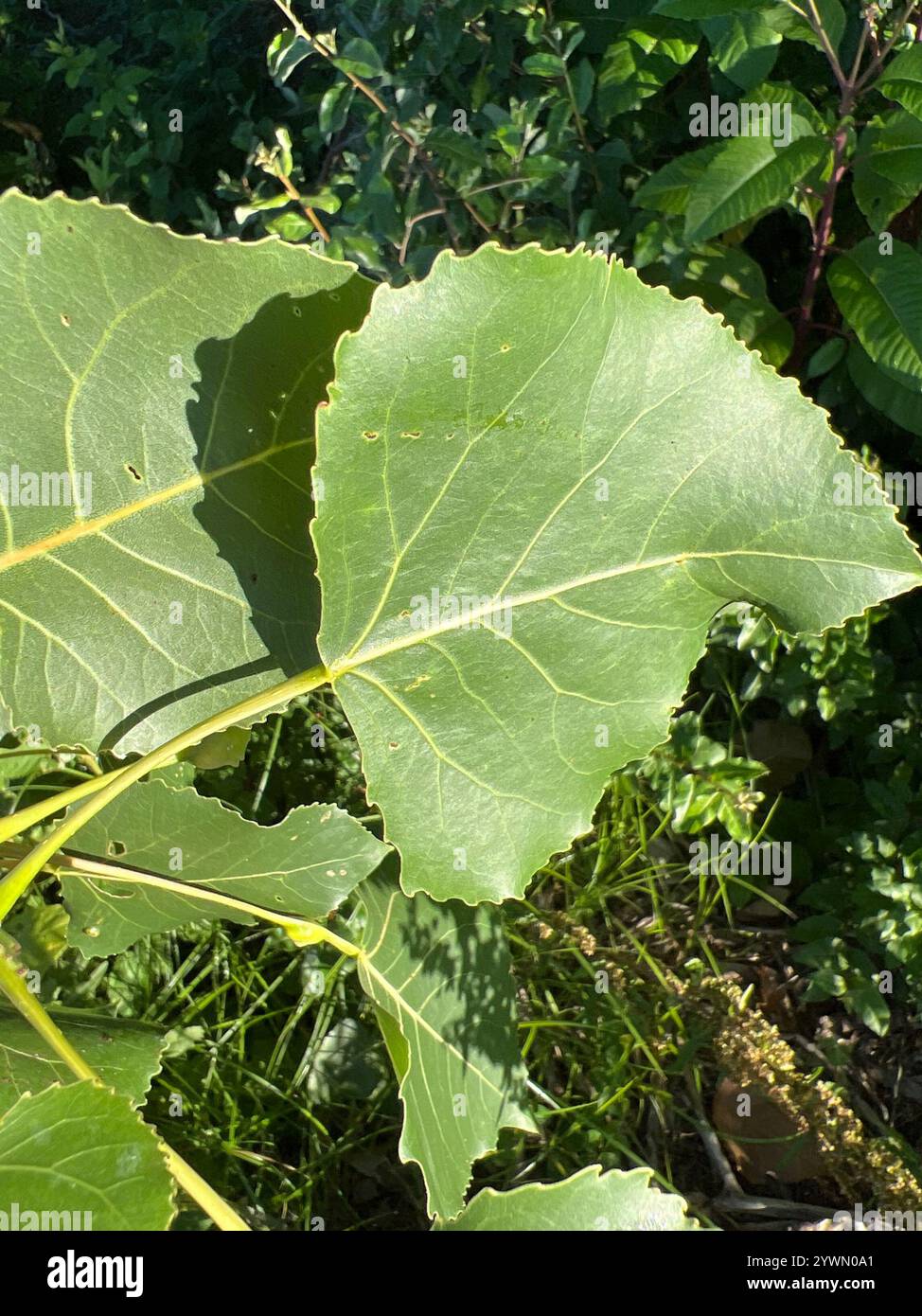 Broad-Leaved Poplar (Populus deltoides deltoides Stock Photo - Alamy