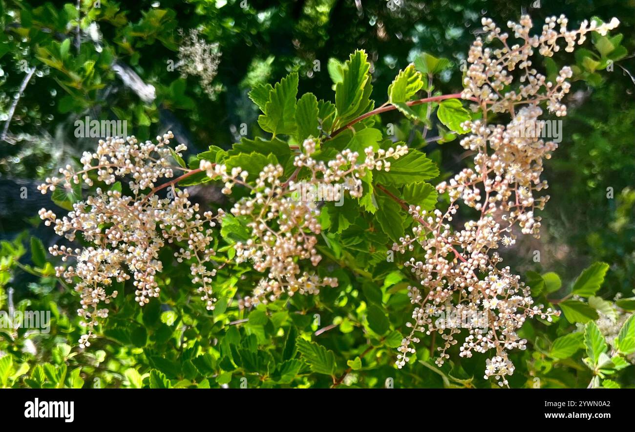 Ocean spray (Holodiscus discolor Stock Photo - Alamy