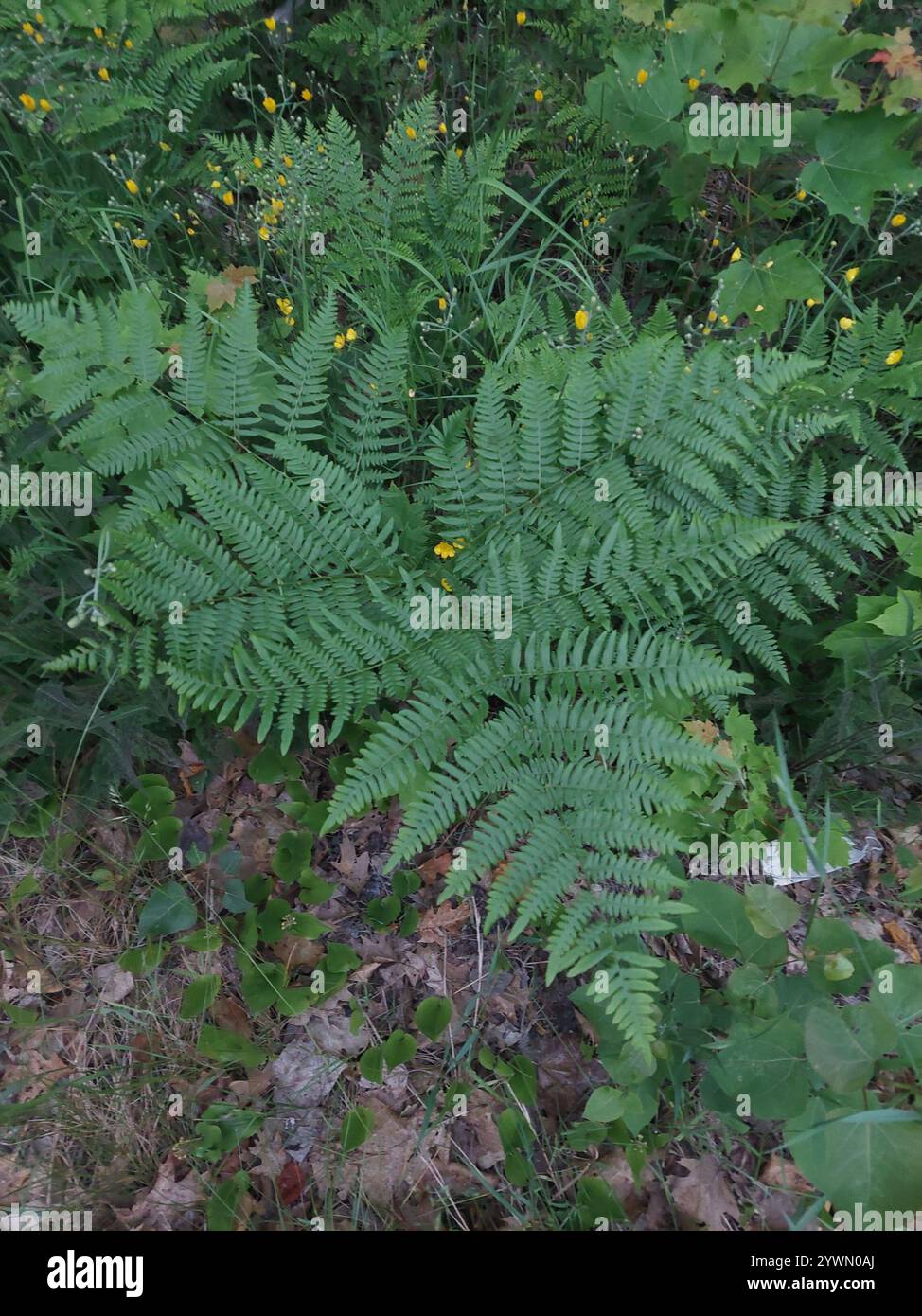 common bracken (Pteridium aquilinum Stock Photo - Alamy