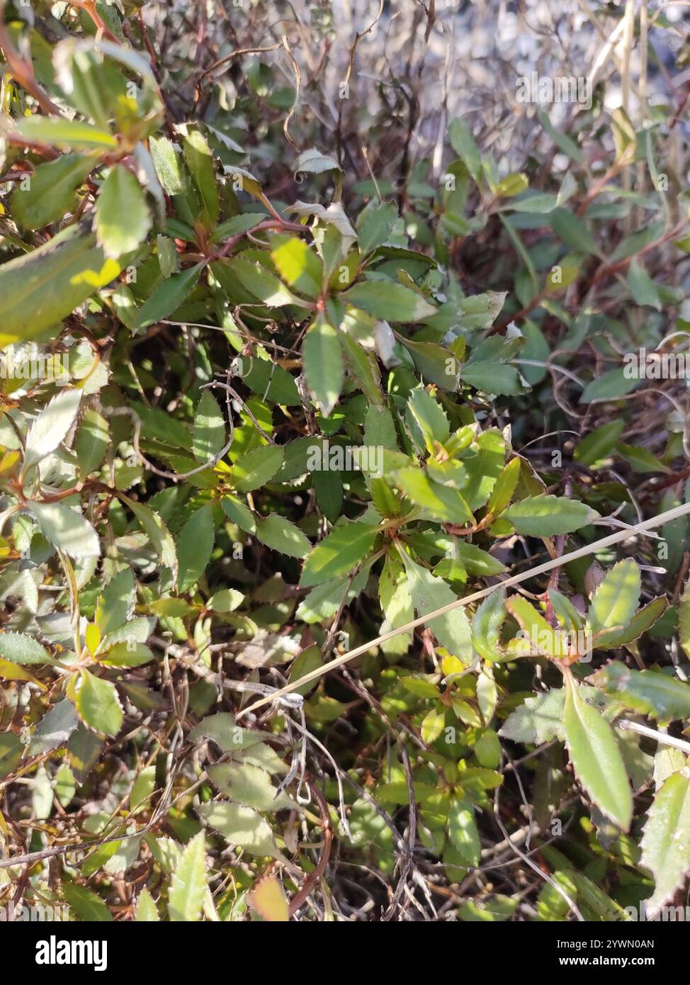 Haloragis hi-res stock photography and images - Alamy