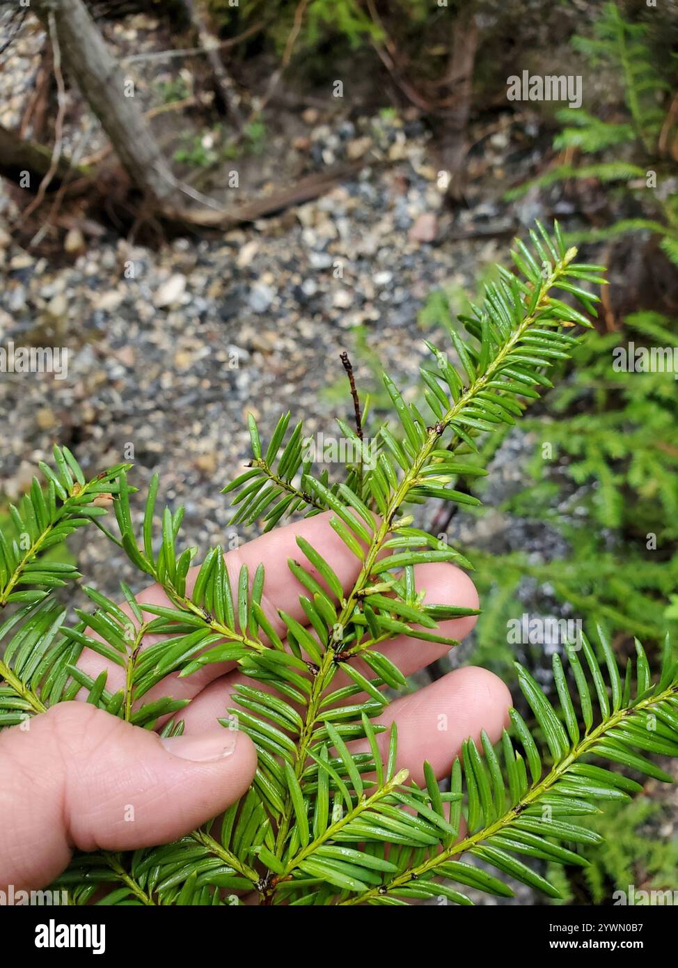 Pacific yew (Taxus brevifolia Stock Photo - Alamy