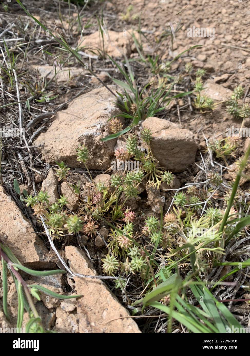 Curveseed Butterwort (Ceratocephala testiculata Stock Photo - Alamy