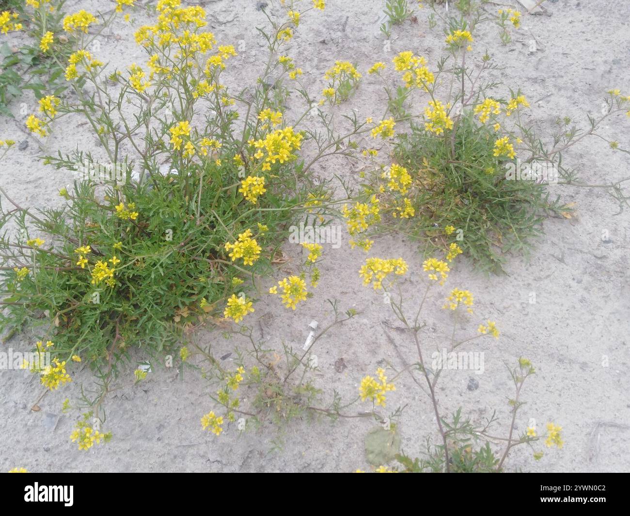Creeping Yellowcress (Rorippa sylvestris Stock Photo - Alamy
