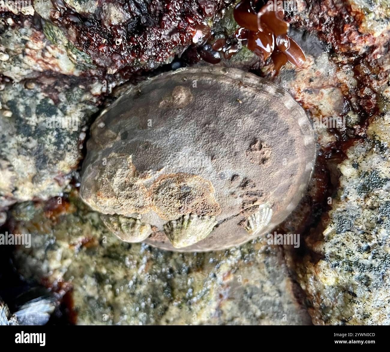 Owl Limpet (Lottia gigantea Stock Photo - Alamy