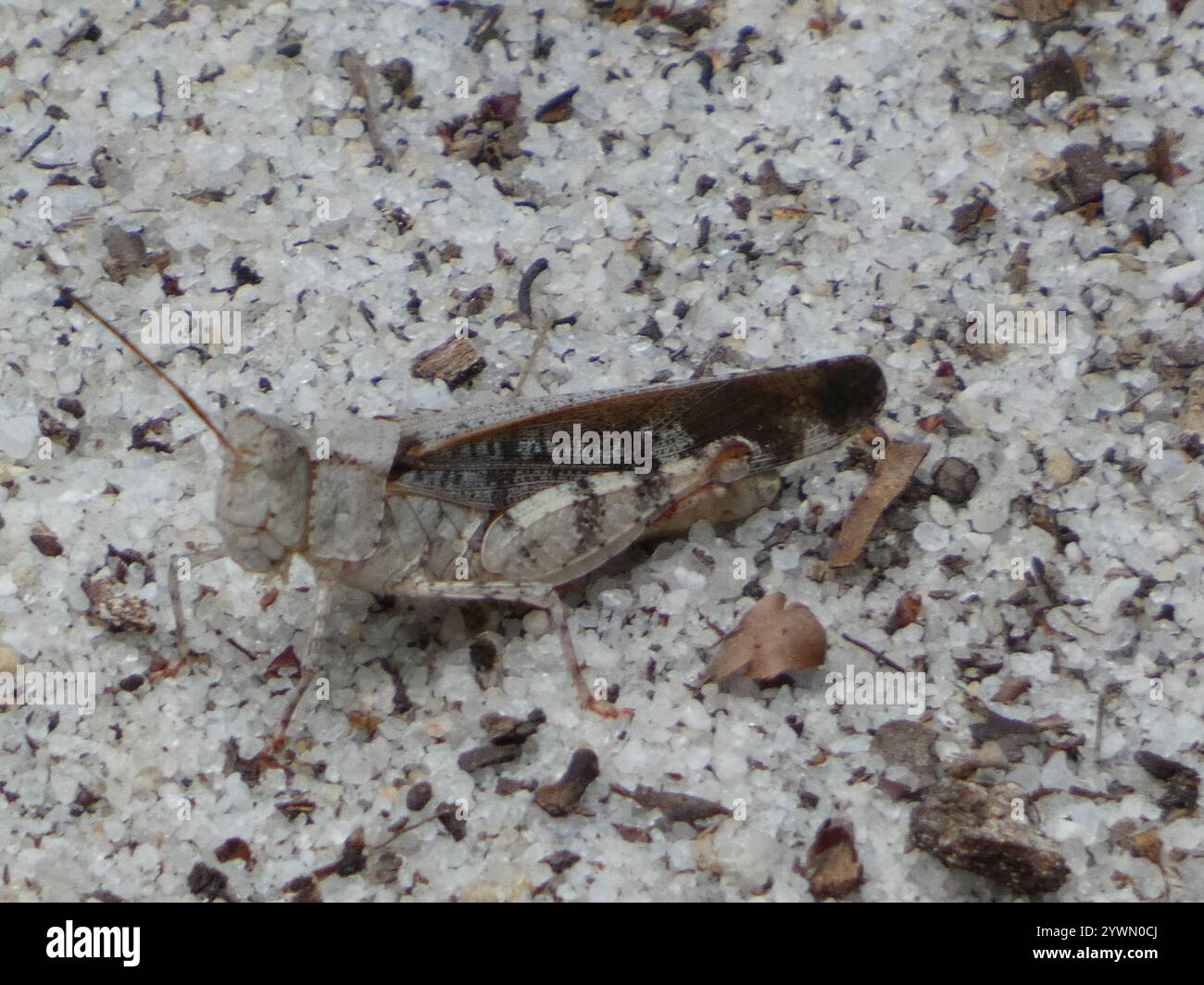 Spharagemon hi-res stock photography and images - Alamy