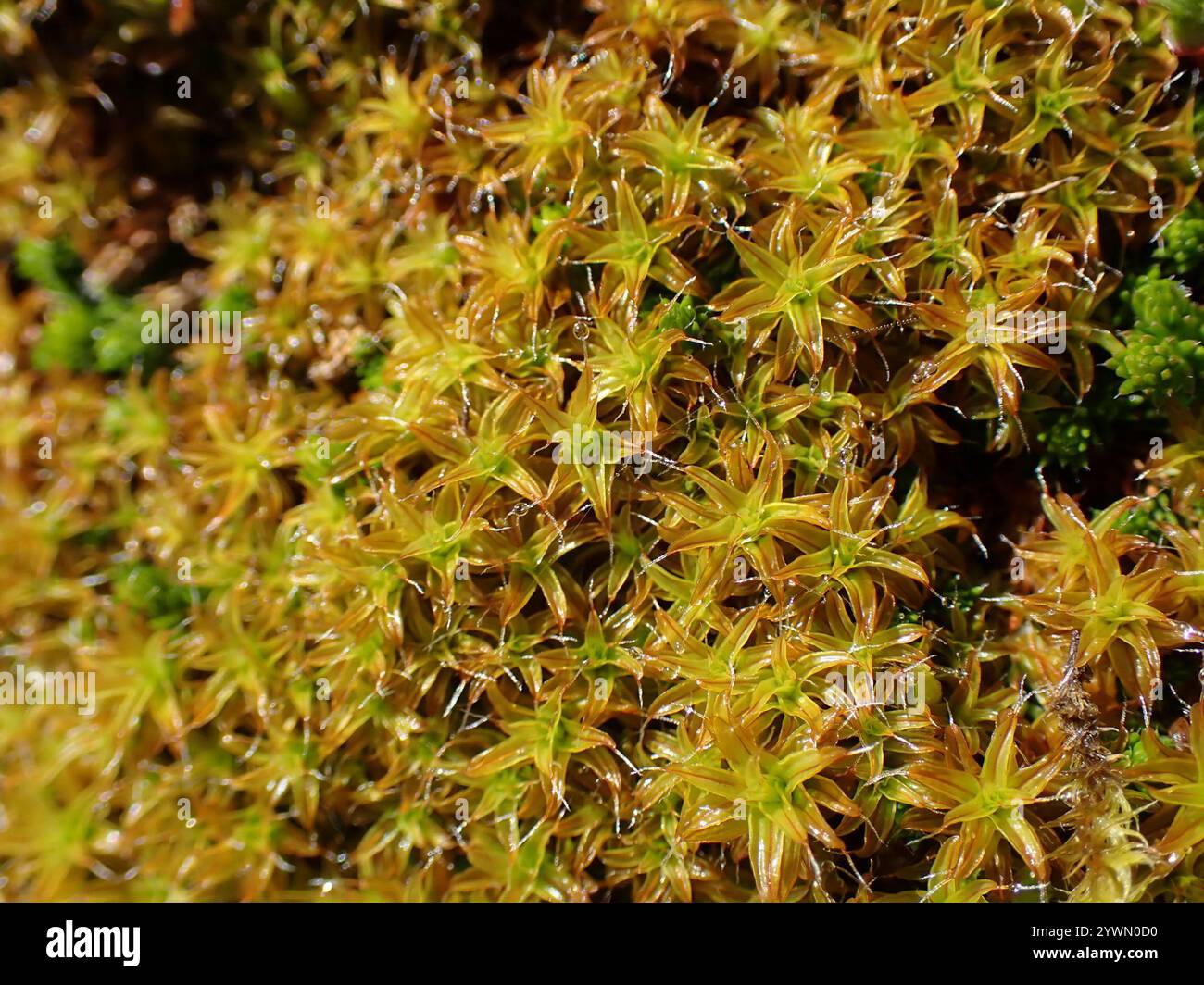 Star Moss (Syntrichia ruralis Stock Photo - Alamy