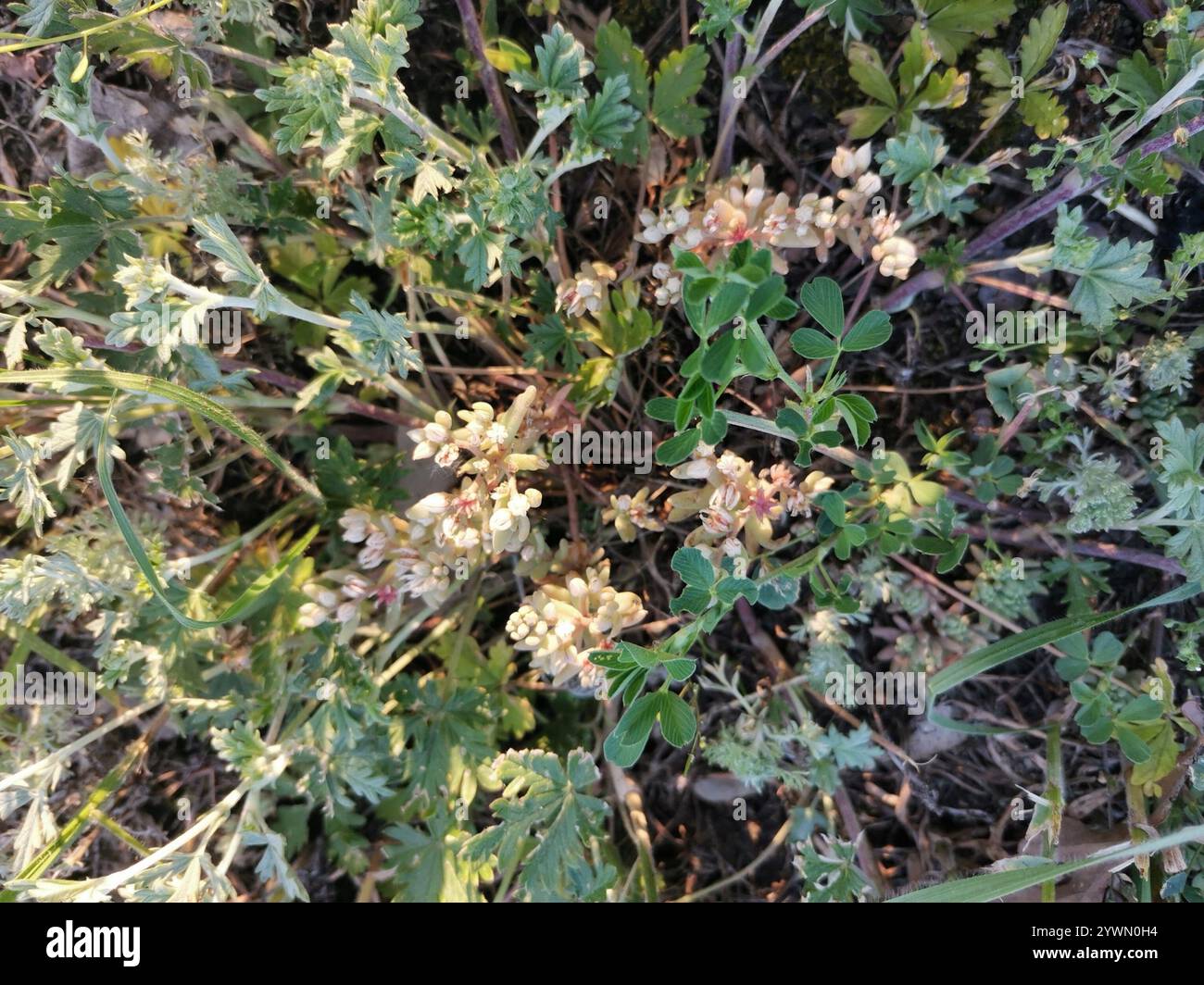 Spanish Stonecrop (Sedum hispanicum Stock Photo - Alamy