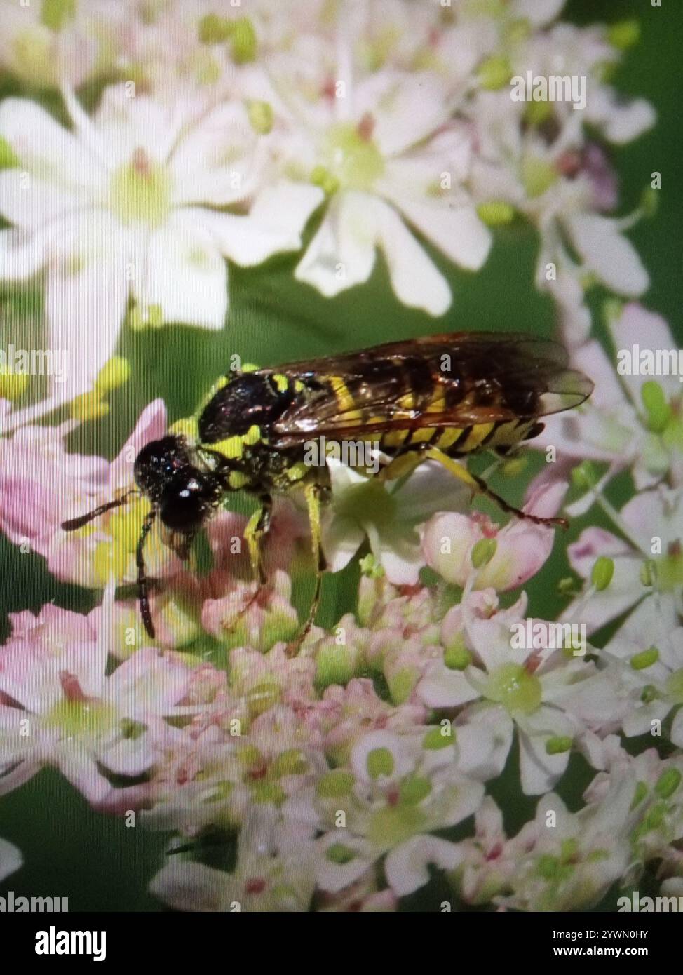 Yellow-sided Clover-sawfly (Tenthredo notha Stock Photo - Alamy