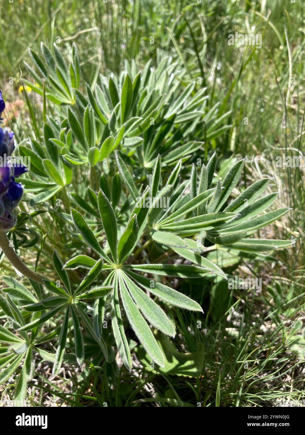 Large-leaved lupine (Lupinus polyphyllus Stock Photo - Alamy
