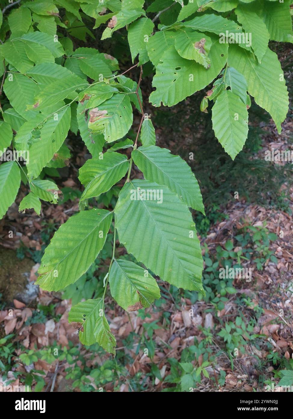 Beech leaf-mining weevil (Orchestes fagi Stock Photo - Alamy