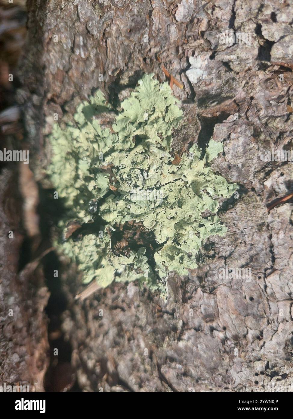 common greenshield lichen (Flavoparmelia caperata Stock Photo - Alamy