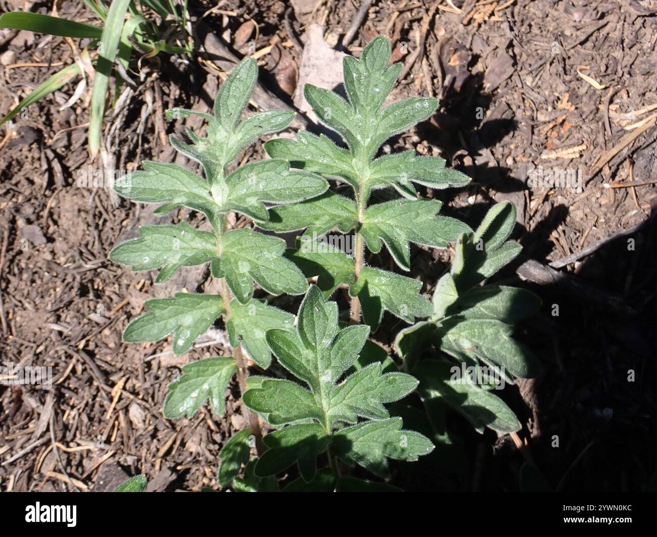 Western waterleaf hi-res stock photography and images - Alamy