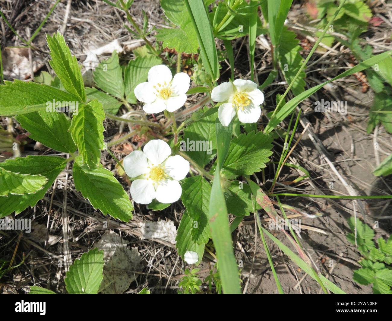 green strawberry (Fragaria viridis Stock Photo - Alamy
