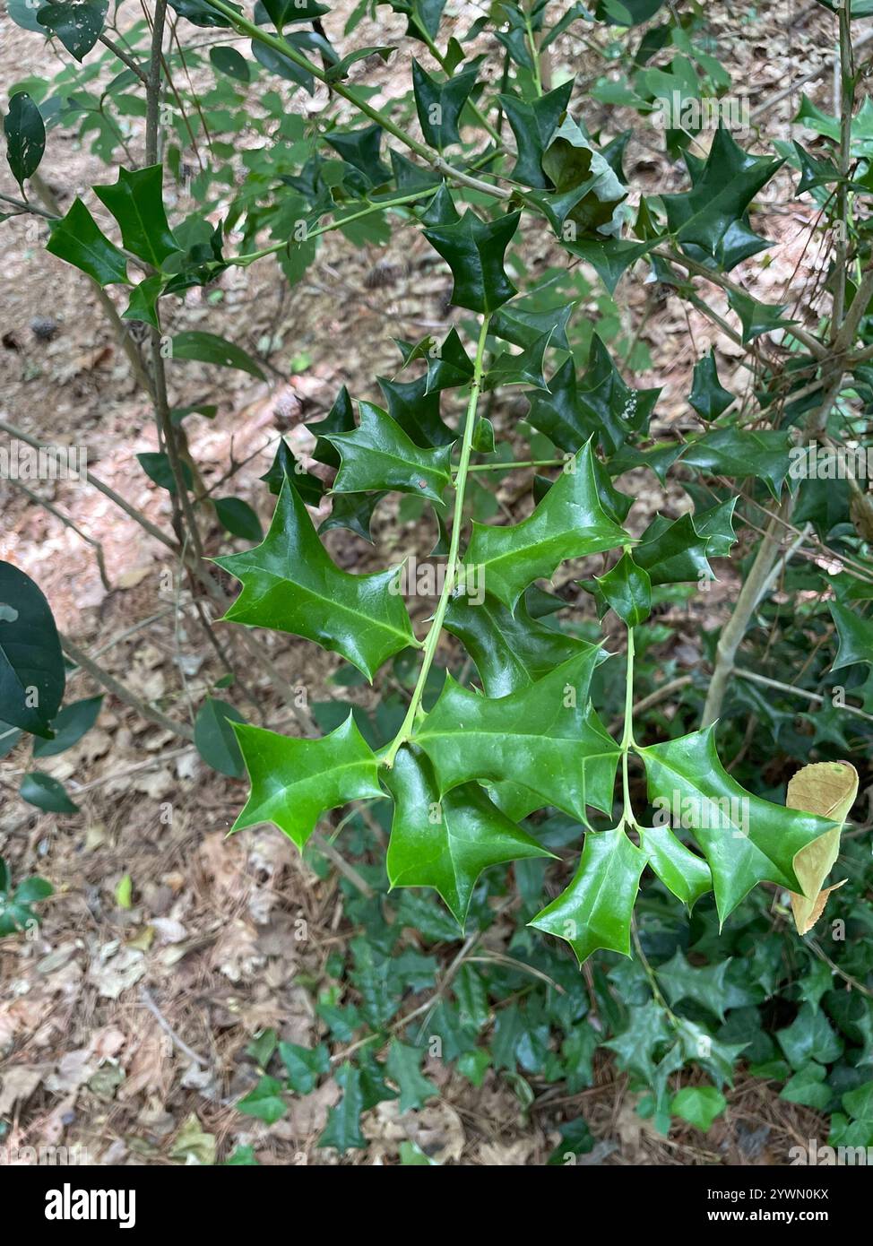 Chinese holly (Ilex cornuta Stock Photo - Alamy