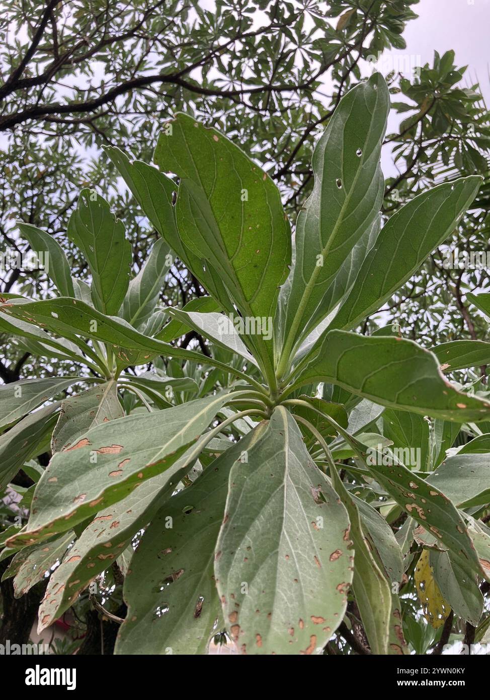 tree heliotrope (Heliotropium arboreum Stock Photo - Alamy
