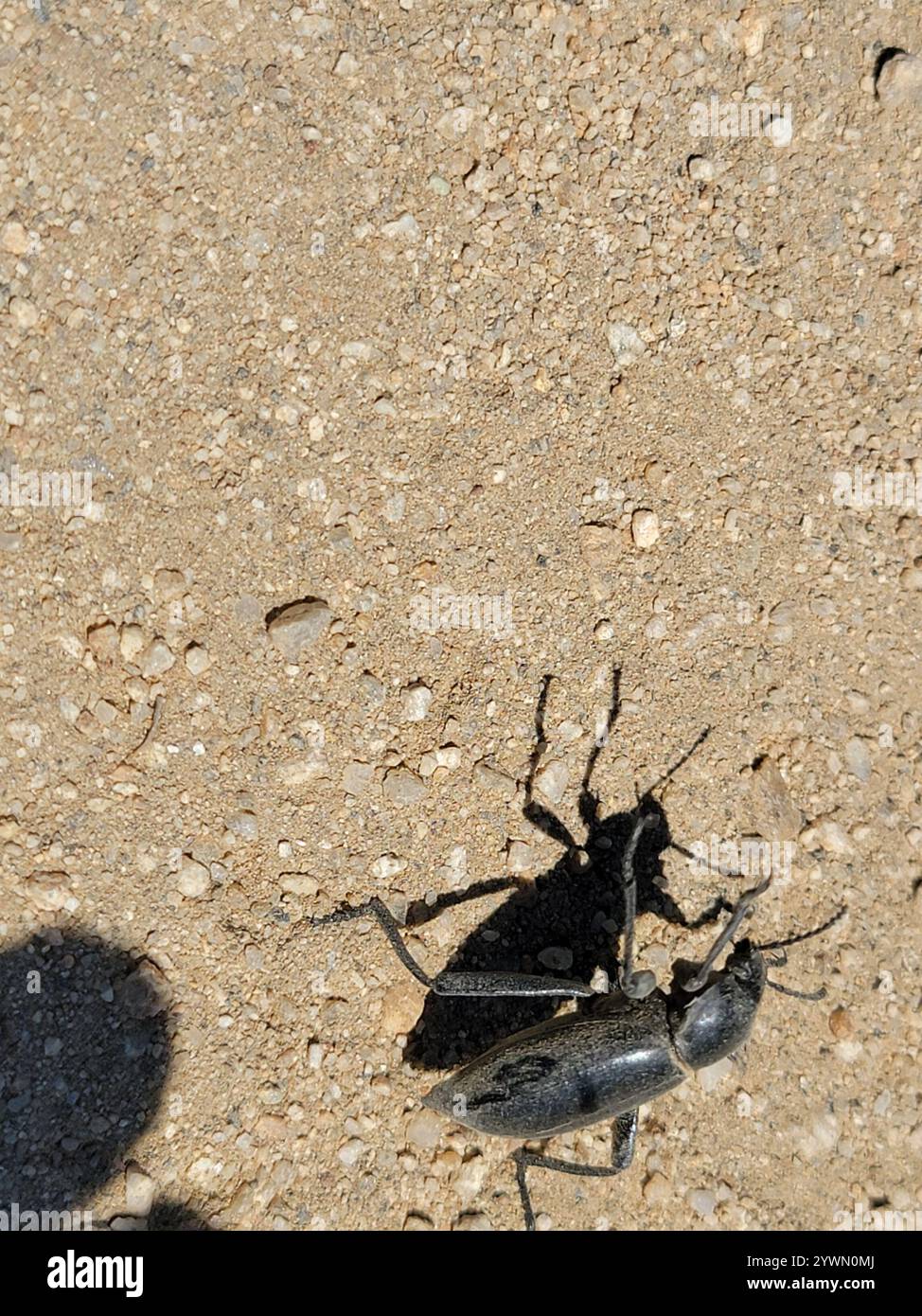 Desert Stink Beetles (Eleodes Stock Photo - Alamy