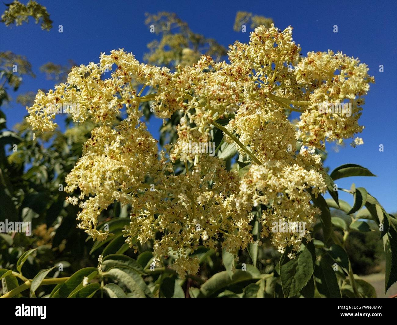 blue elder (Sambucus cerulea Stock Photo - Alamy