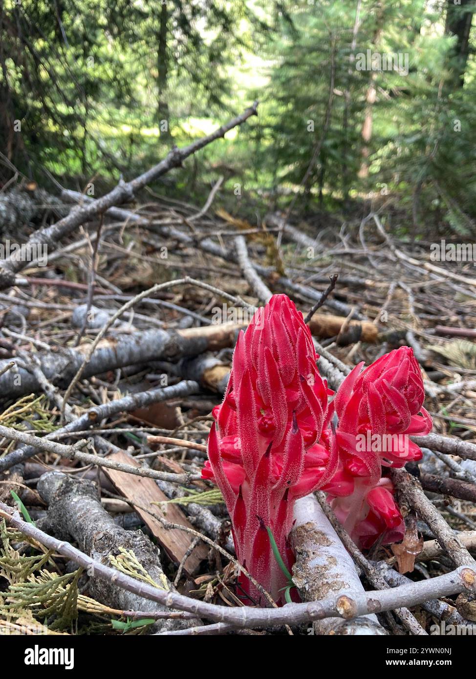 Snowplant (Sarcodes sanguinea Stock Photo - Alamy