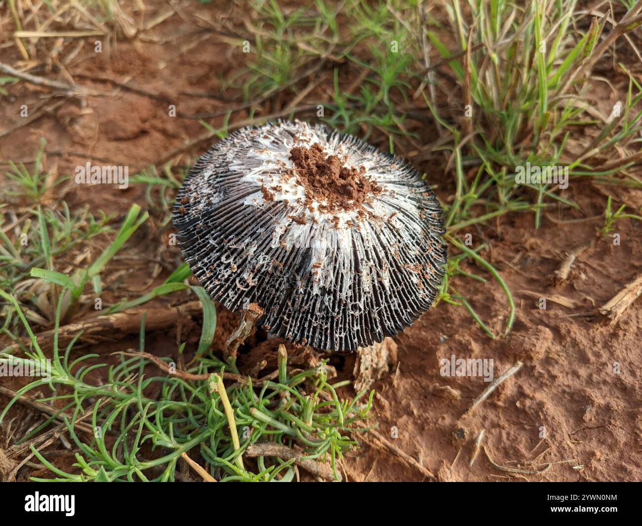 Brittlestems and Allies (Psathyrellaceae Stock Photo - Alamy