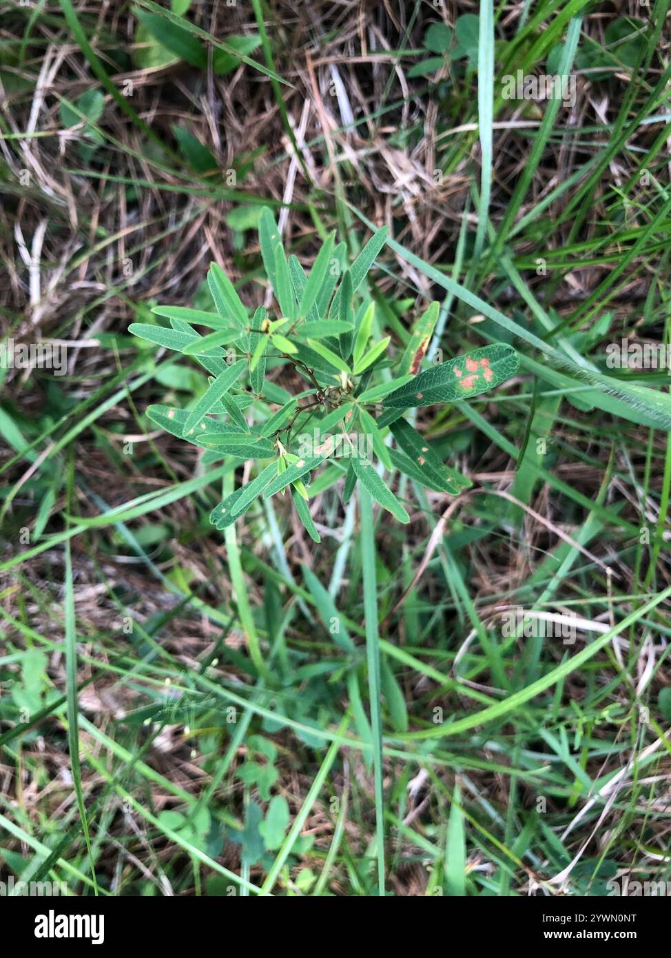 slender bush clover (Lespedeza virginica Stock Photo - Alamy