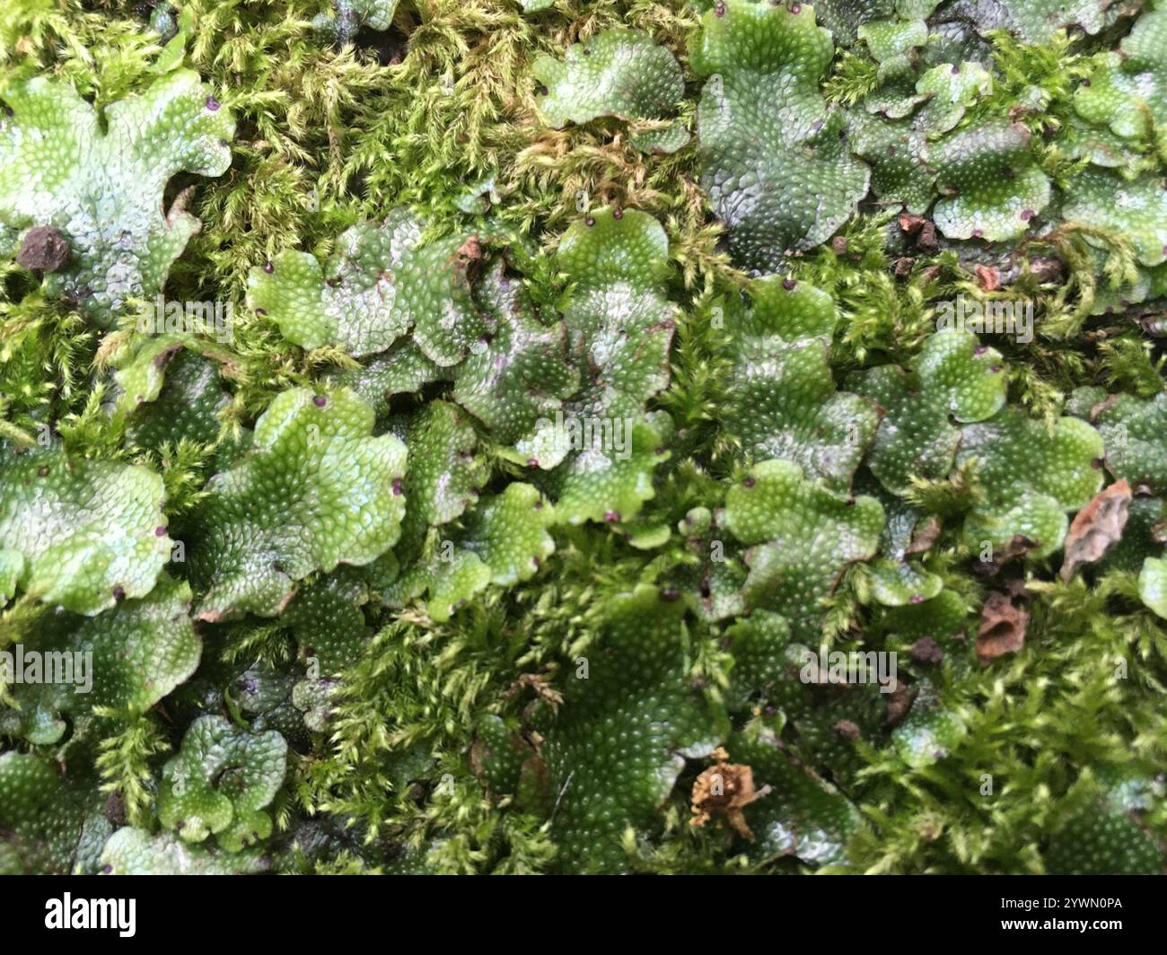 Conocephalum conicum hi-res stock photography and images - Alamy