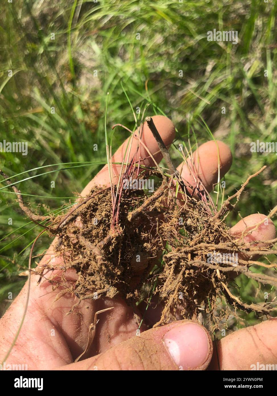 slender spike rush (Eleocharis tenuis verrucosa Stock Photo - Alamy