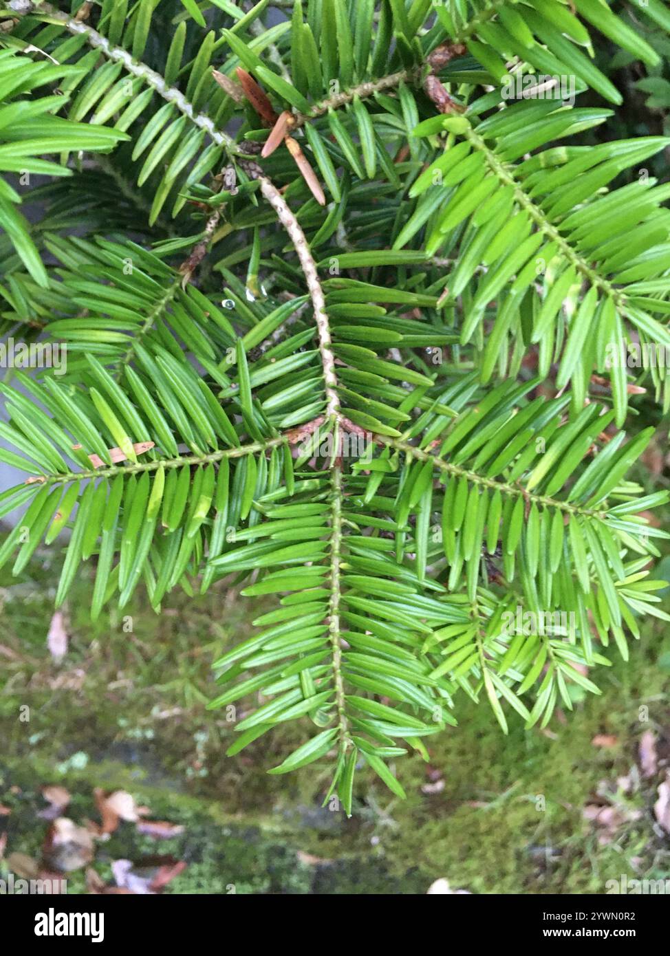 Abies momi hi-res stock photography and images - Alamy