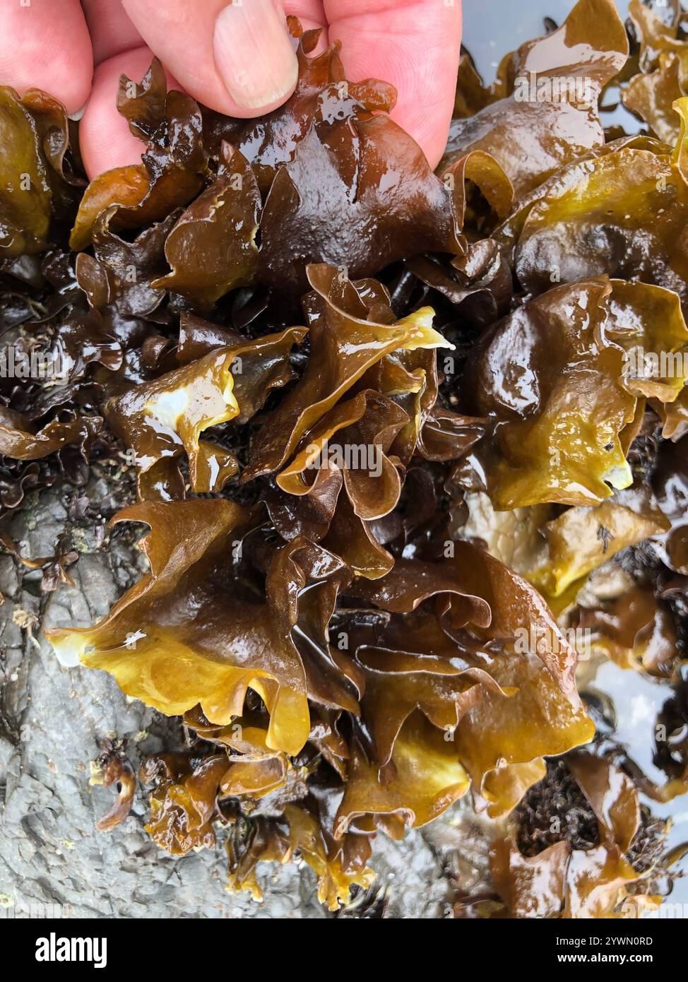 Iridescent algae hi-res stock photography and images - Alamy