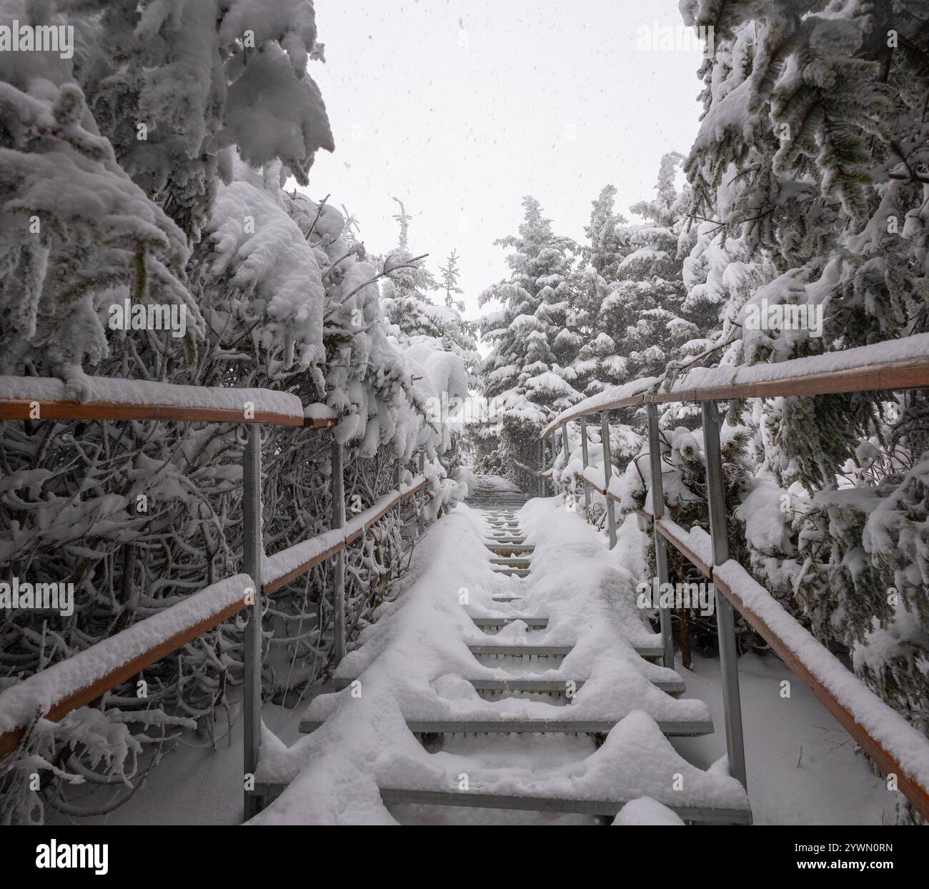 Snow Covered Pathway Through Evergreen Trees in Winter Landscape Stock ...