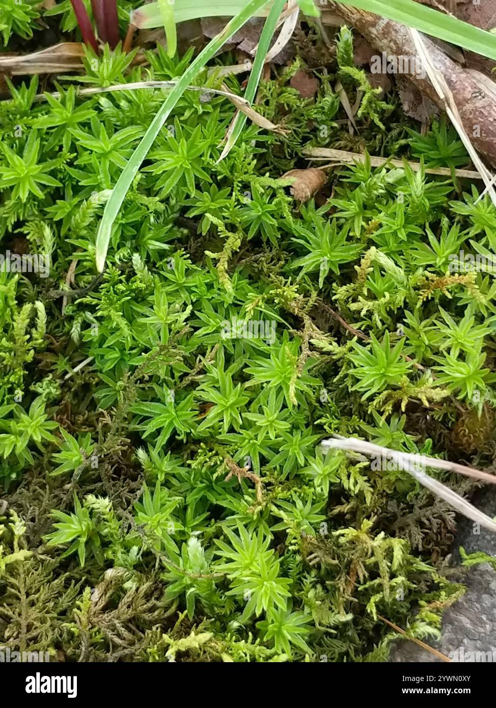 Smoothcap Mosses (Atrichum Stock Photo - Alamy