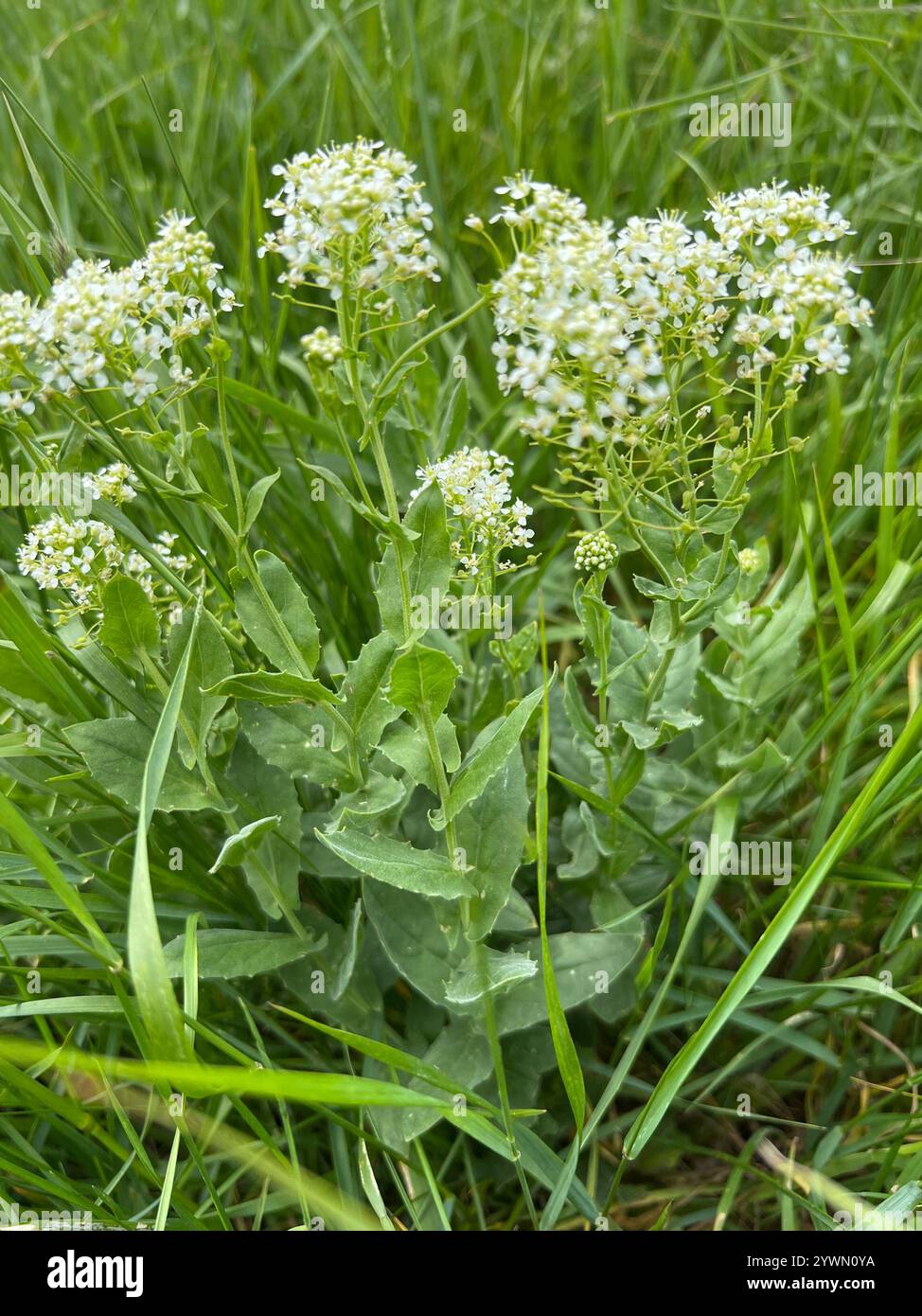 Heart-podded Hoary Cress (Lepidium draba Stock Photo - Alamy