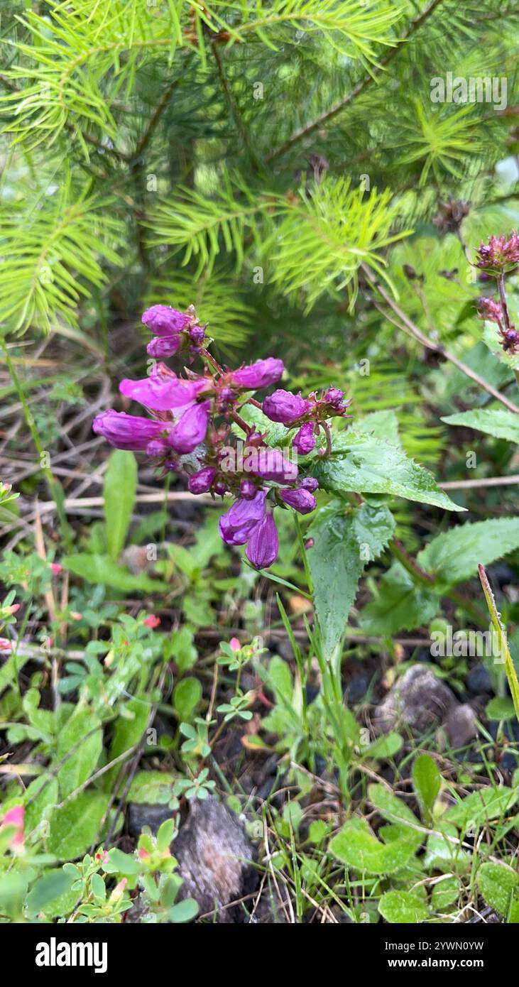 Cascade Beardtongue (Penstemon serrulatus Stock Photo - Alamy