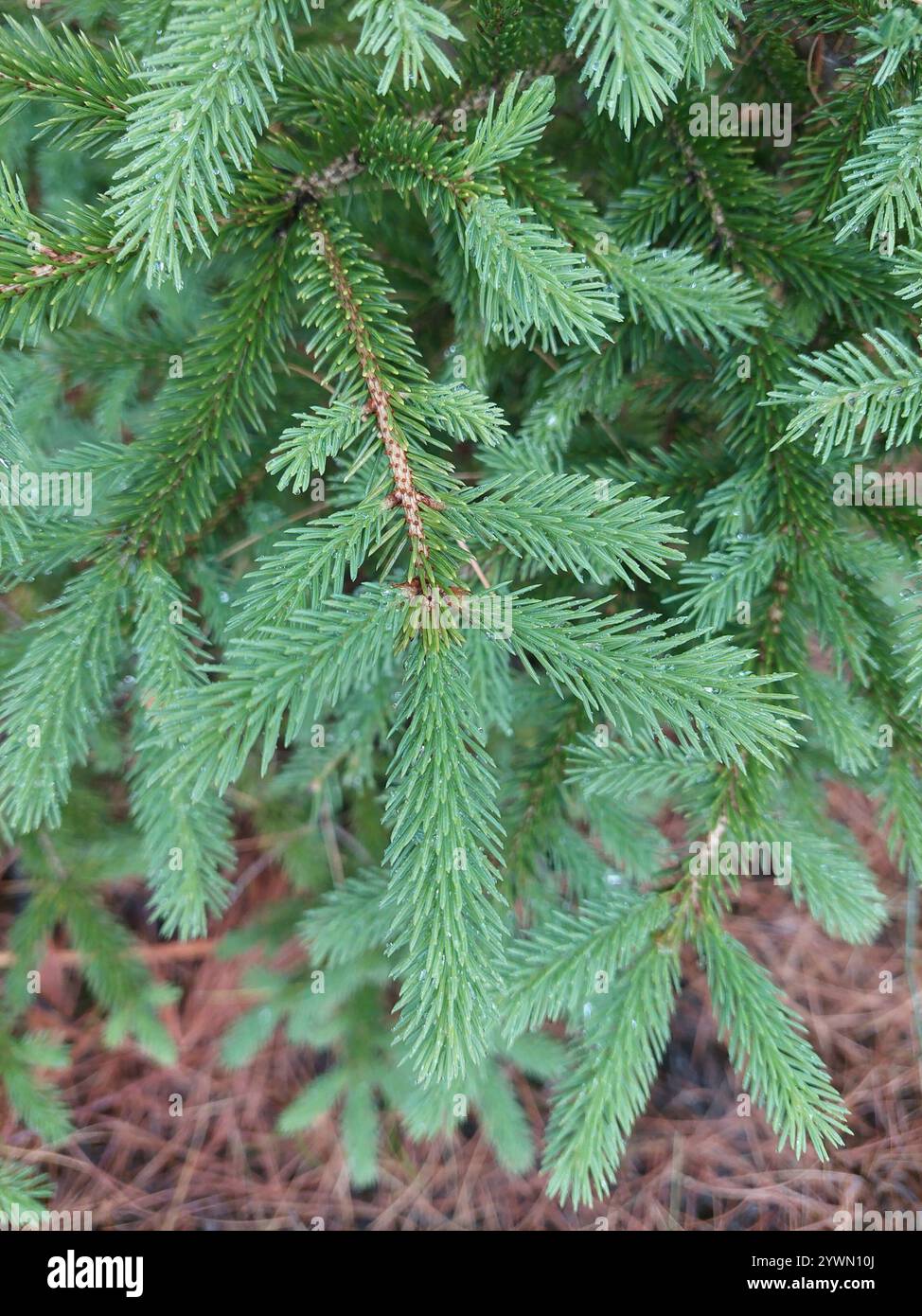 white spruce (Picea glauca Stock Photo - Alamy