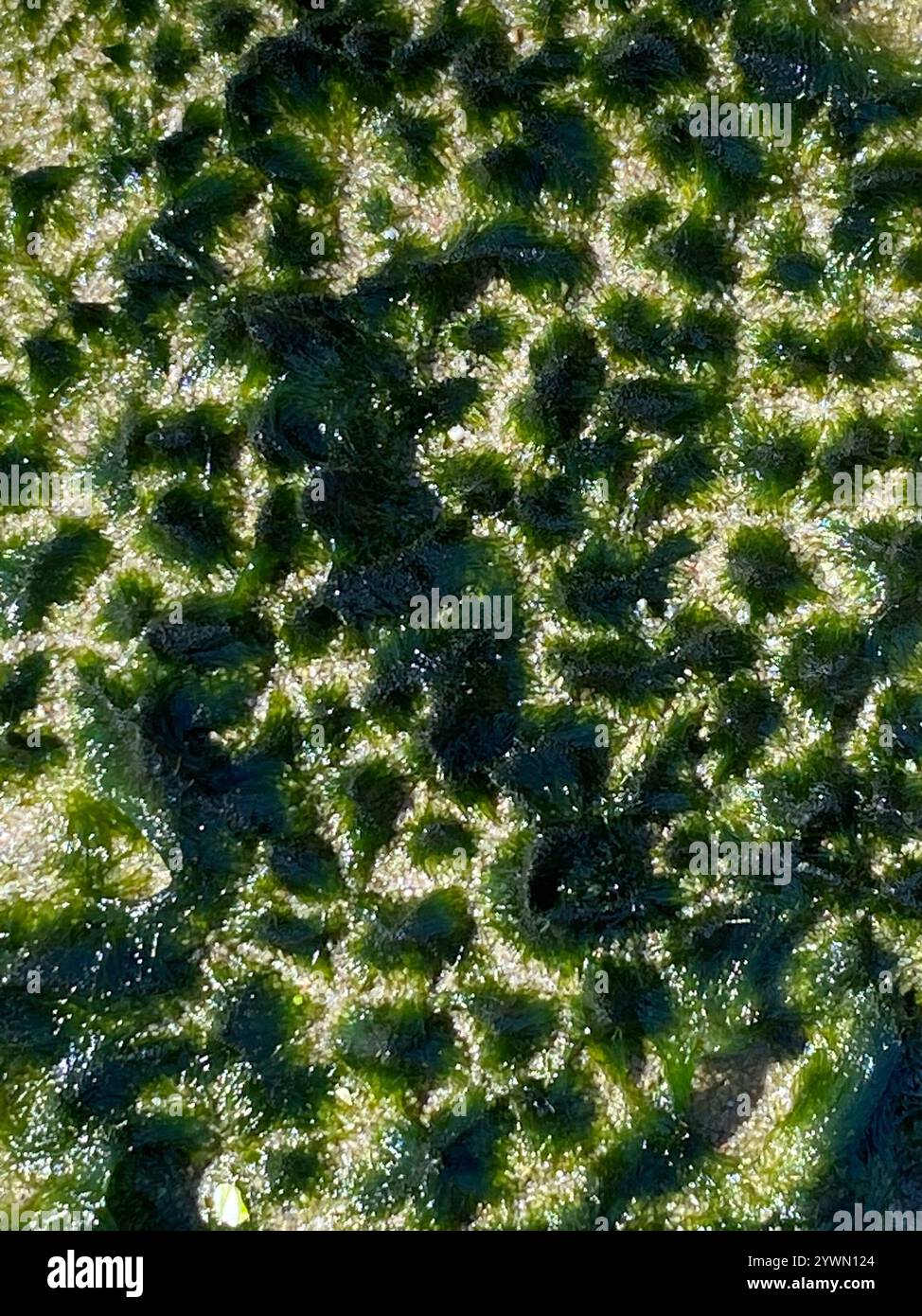 green algae (Chlorophyta Stock Photo - Alamy
