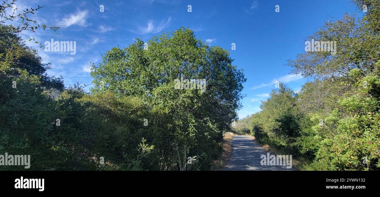Oracle Oak (Quercus × morehus Stock Photo - Alamy