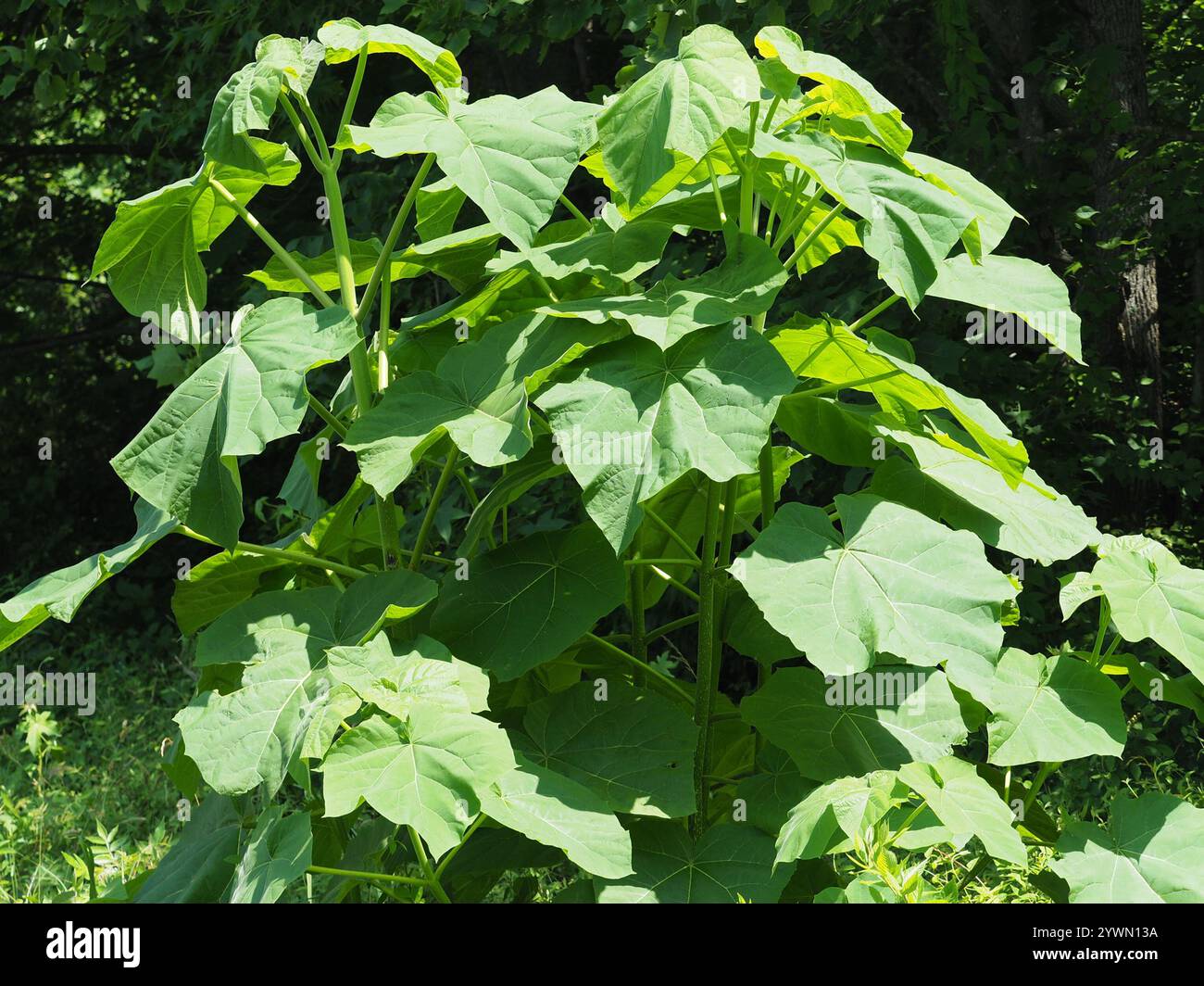 princess tree (Paulownia tomentosa Stock Photo - Alamy