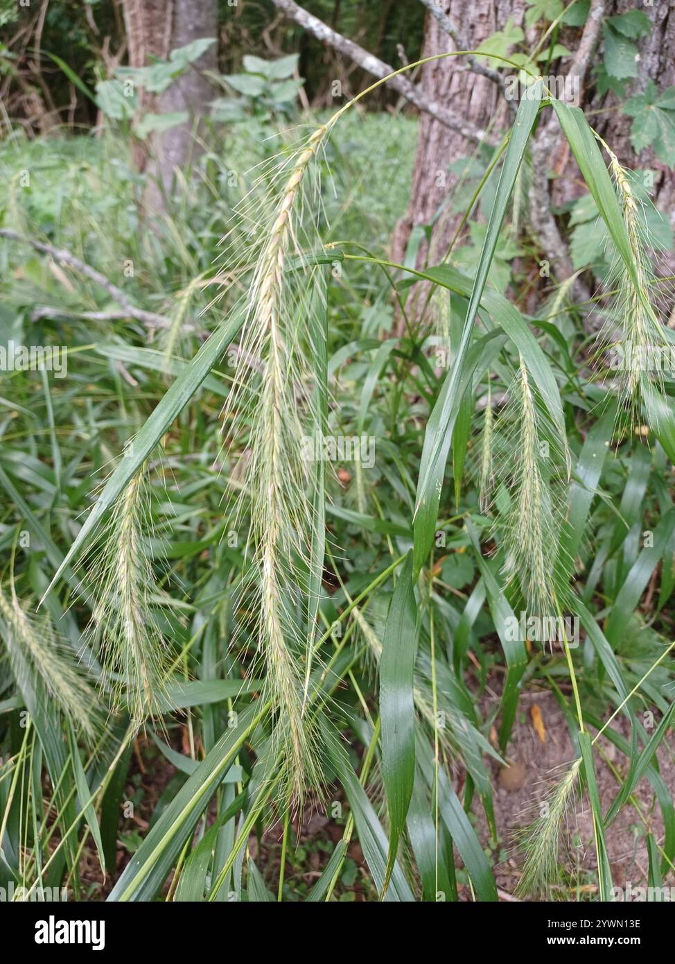 bristlegrasses, rosette grasses, barnyard grasses, and allies (Paniceae ...