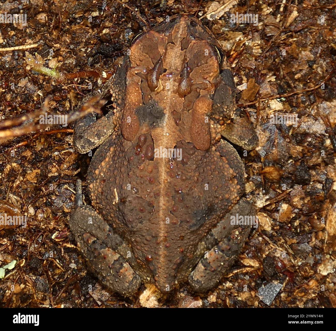 Southern Toad (Anaxyrus terrestris Stock Photo - Alamy