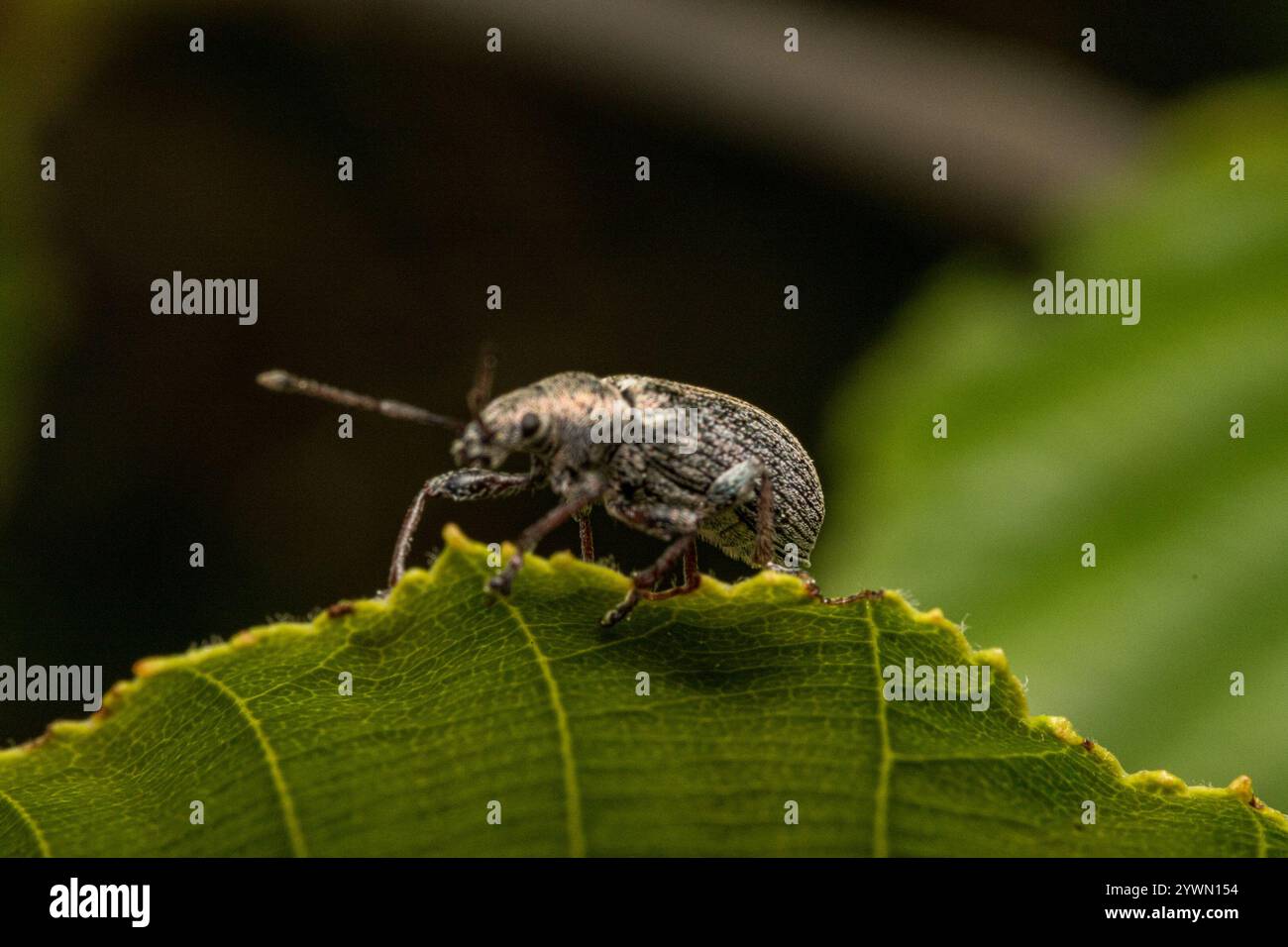 Common Leaf Weevil (Phyllobius pyri Stock Photo - Alamy