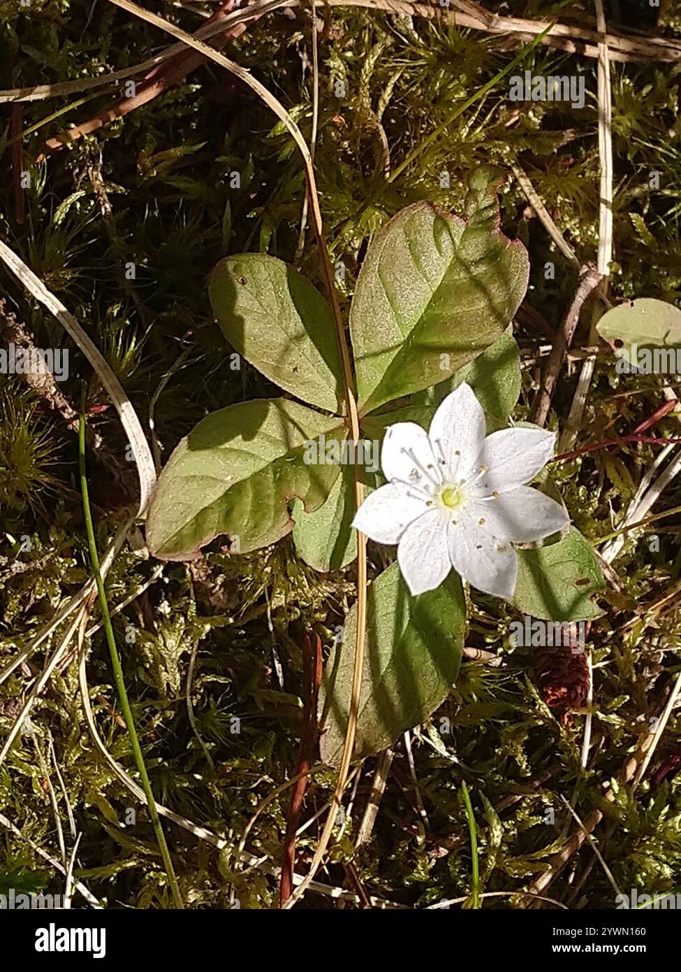 Arctic Starflower (Lysimachia europaea Stock Photo - Alamy