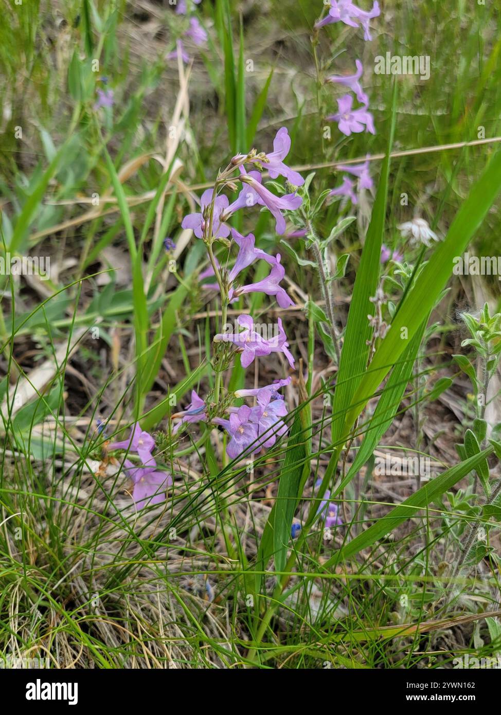 Sidebells Penstemon (Penstemon secundiflorus Stock Photo - Alamy