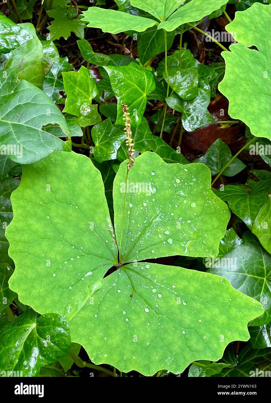 vanilla leaf (Achlys triphylla Stock Photo - Alamy