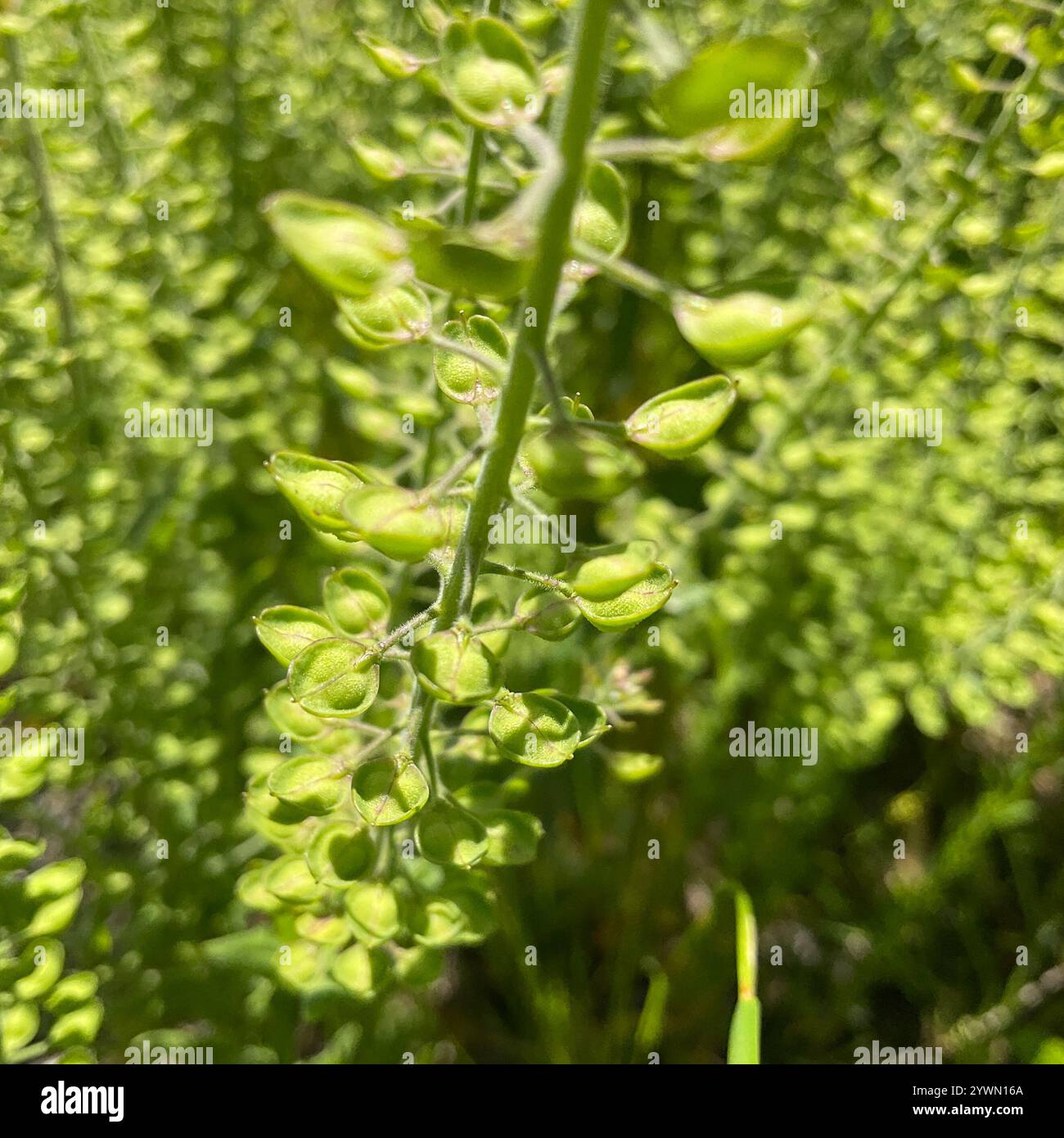 field peppergrass (Lepidium campestre Stock Photo - Alamy