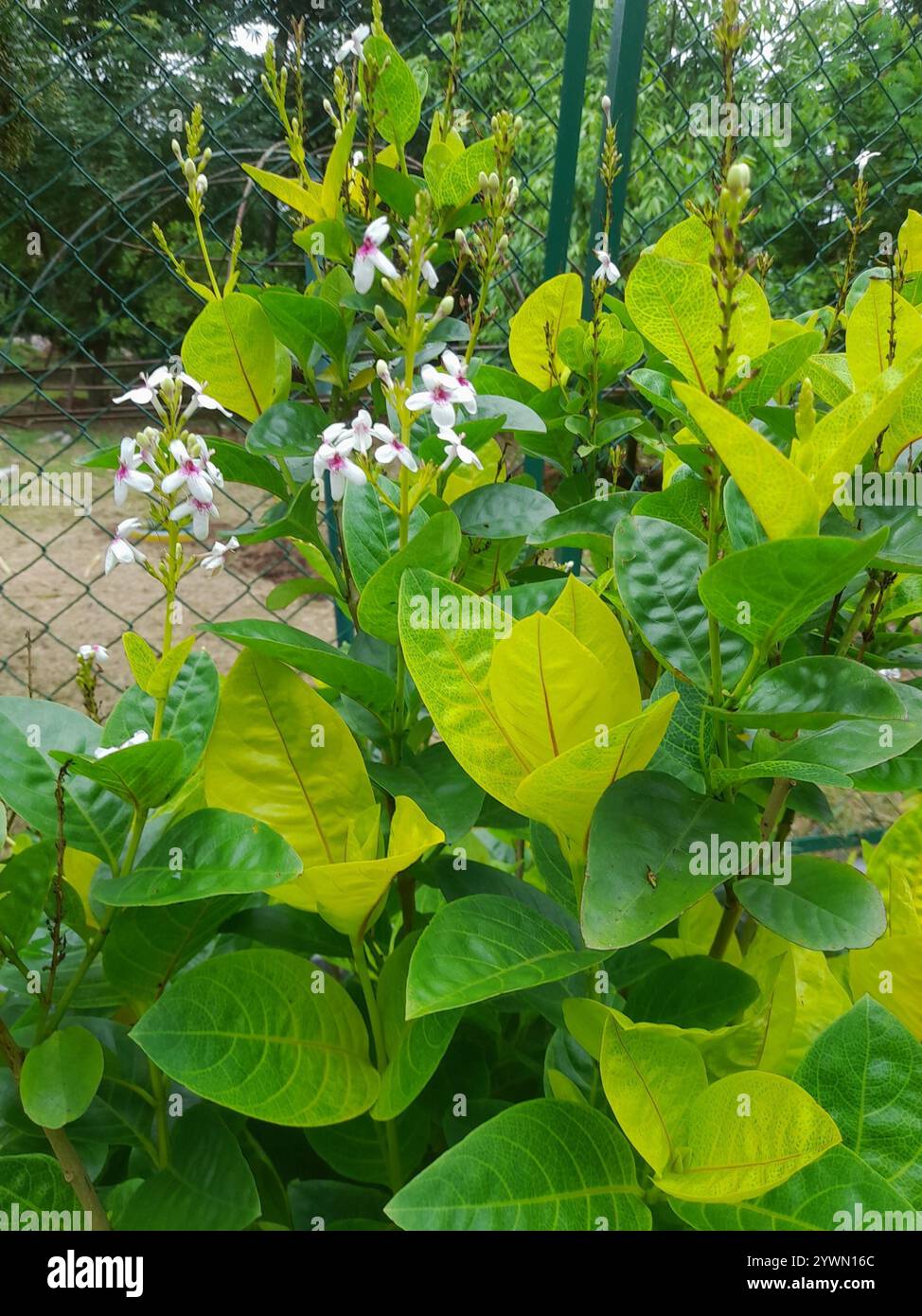 Yellow-Vein Eranthemum (Pseuderanthemum maculatum Stock Photo - Alamy