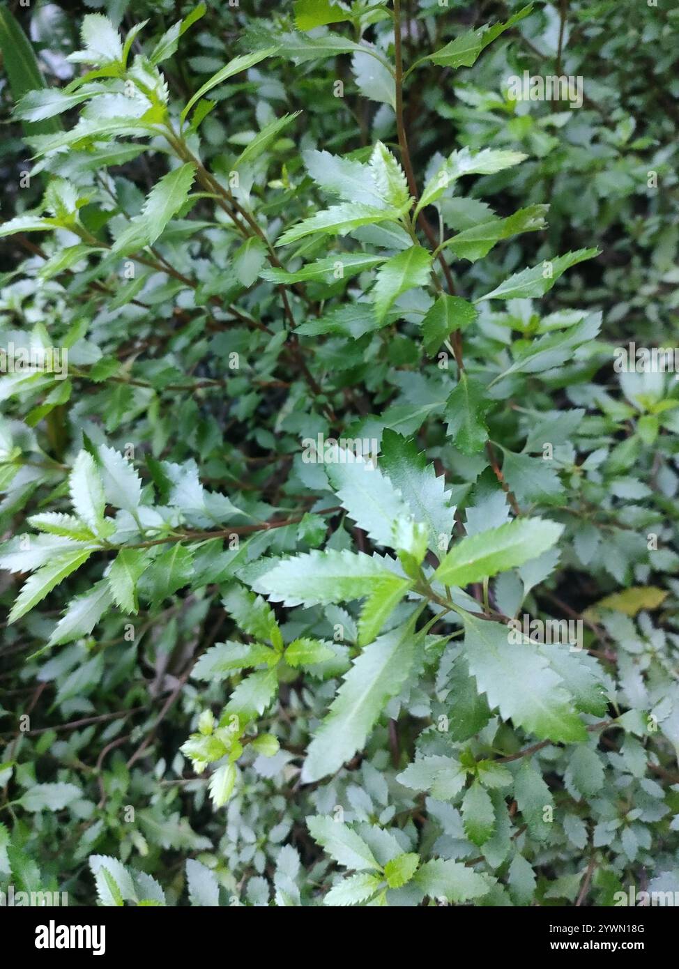 Haloragis hi-res stock photography and images - Alamy