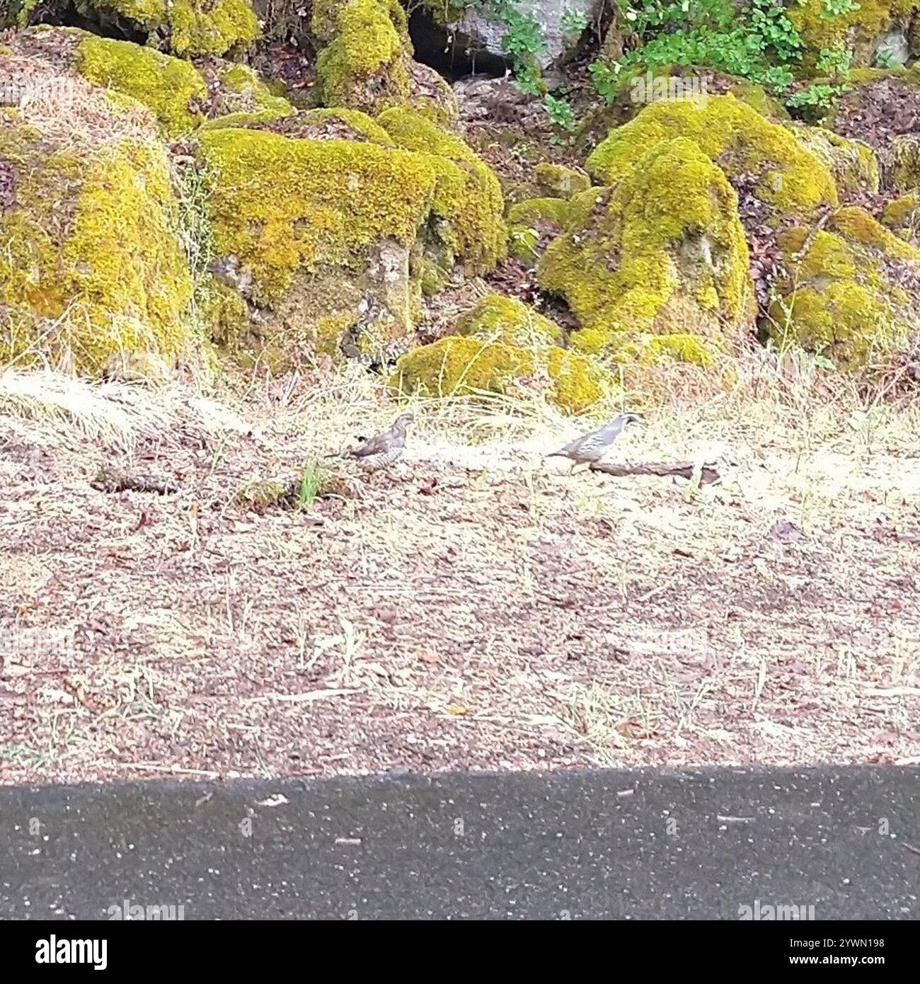 California Quail (Callipepla californica Stock Photo - Alamy