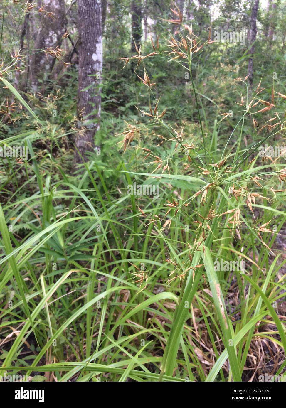 short-bristled horned beaksedge (Rhynchospora corniculata Stock Photo ...