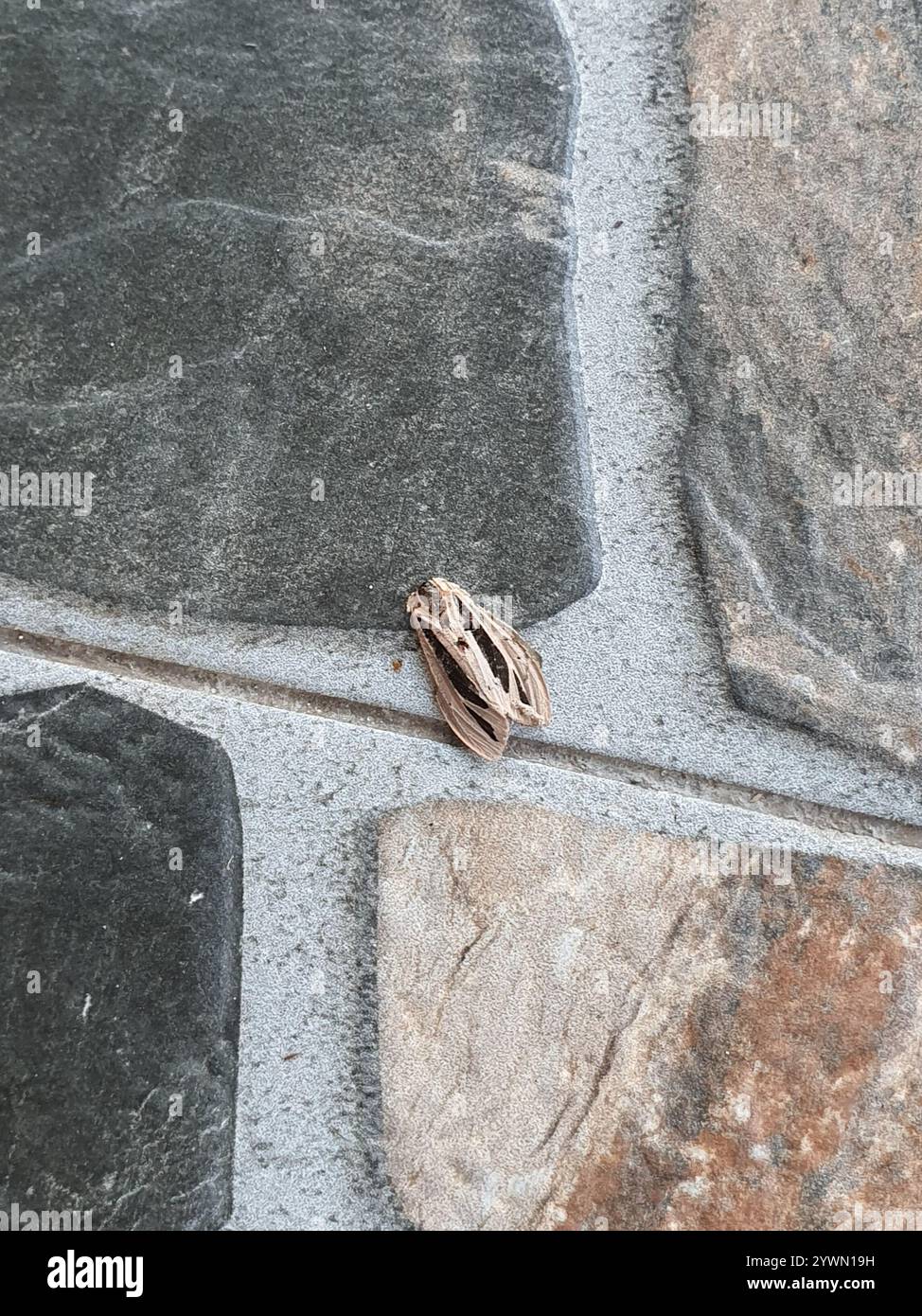 Baphomet Moth (Creatonotos gangis Stock Photo - Alamy